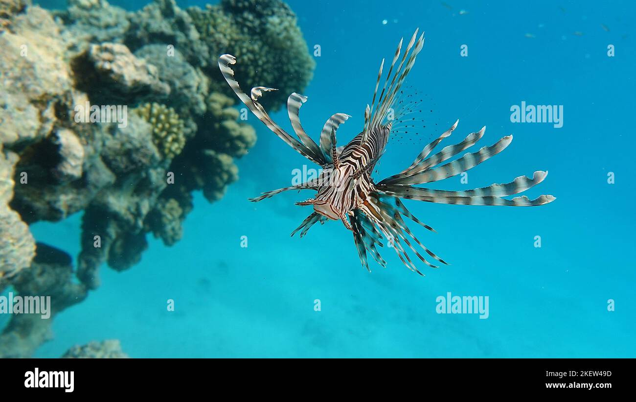 Lion Fish in the Red Sea. Lion Fish in the Red Sea in clear blue water ...