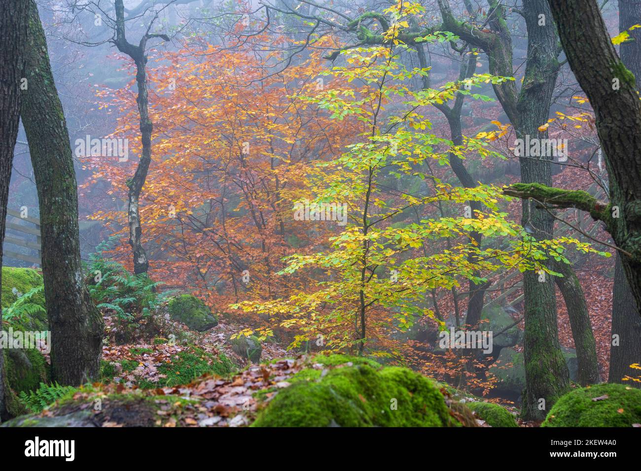 Padley Gorge on a misty morning in November. A beautiful wooded valley ...