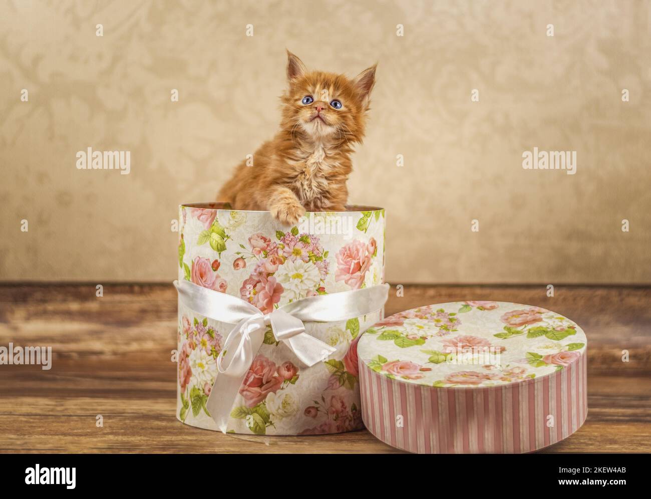 Maine Coon kitten Stock Photo - Alamy