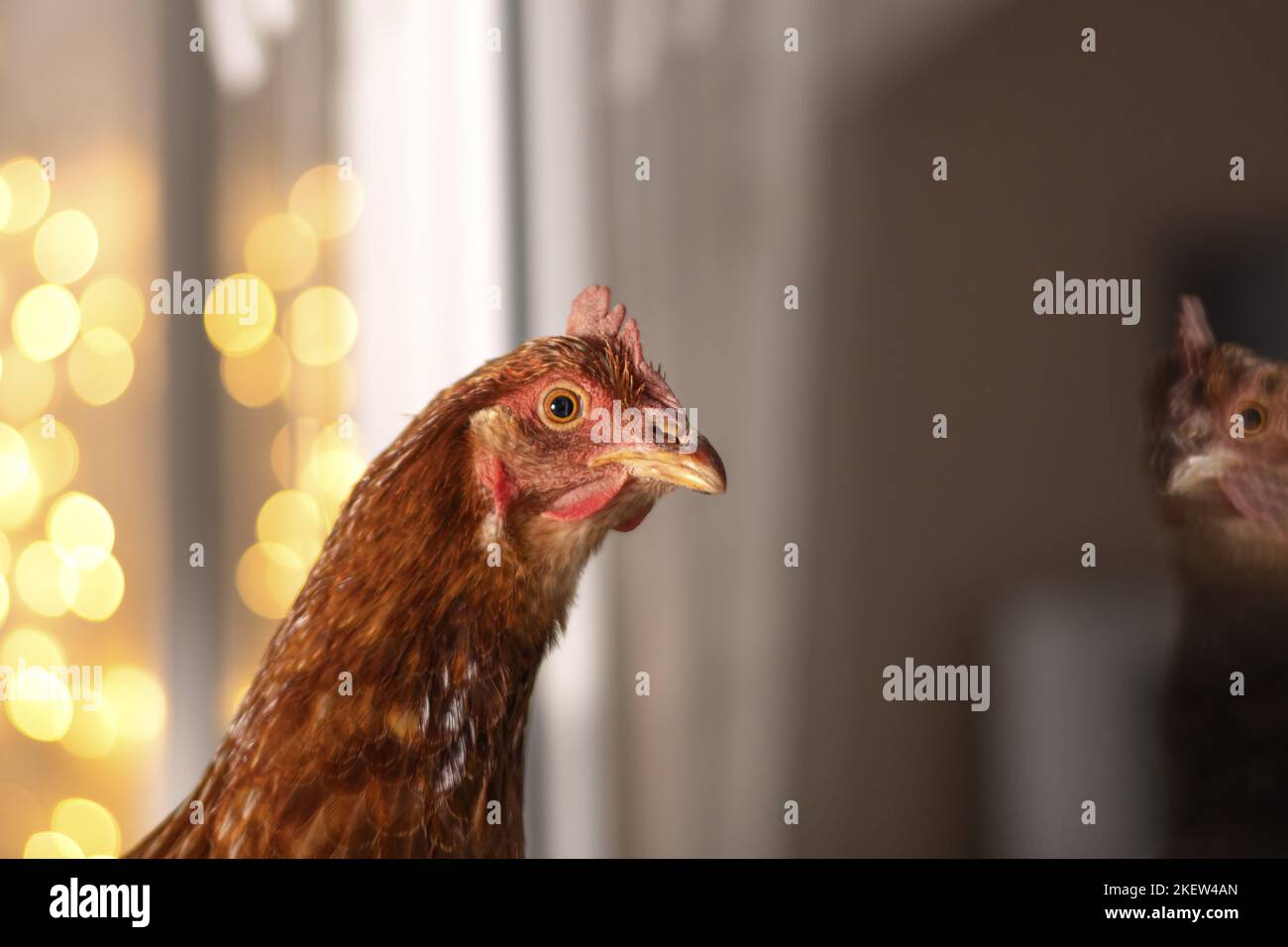 Two chicken heads hi-res stock photography and images - Alamy