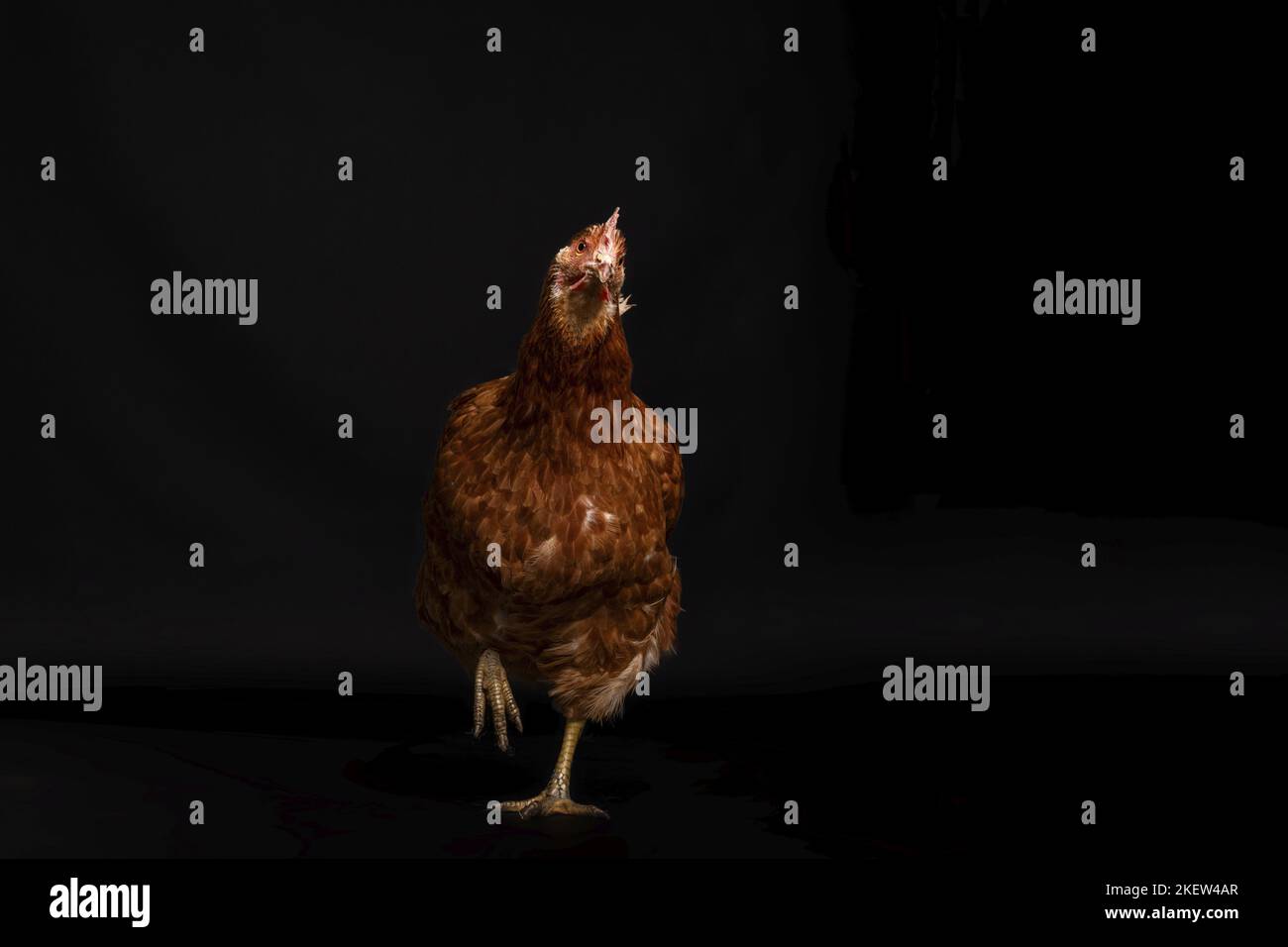 chicken in front of black background Stock Photo - Alamy