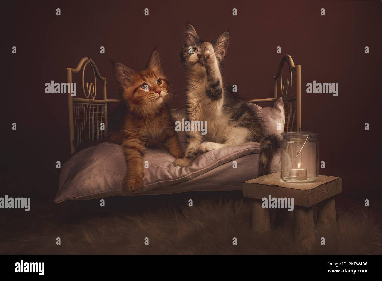 Maine Coon kitten Stock Photo - Alamy