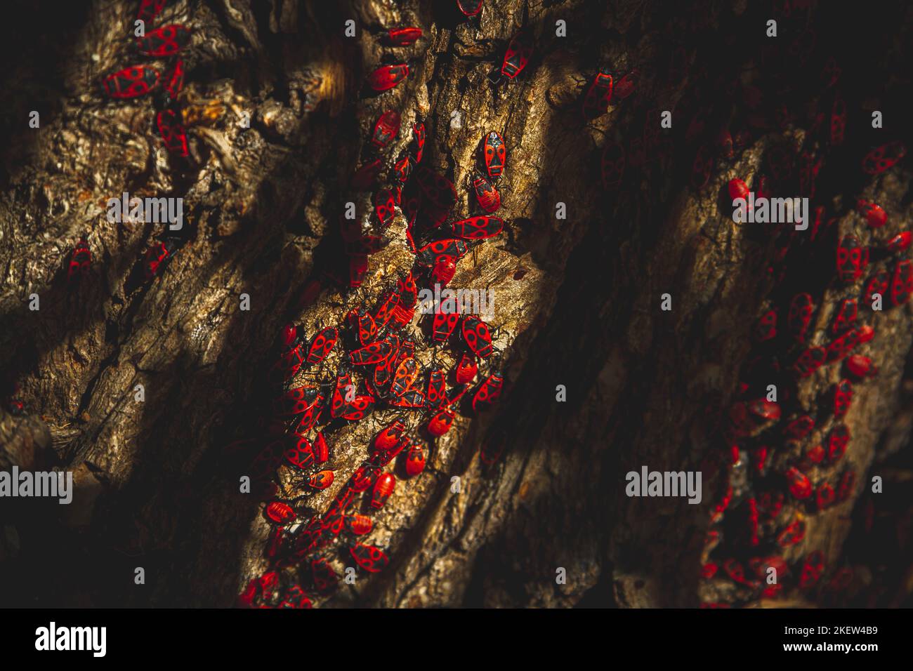 Red bug. Accumulation of soldier bugs. Red beetles in sun. Flock of ...