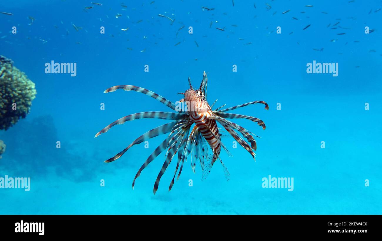 Lion Fish in the Red Sea. Lion Fish in the Red Sea in clear blue water ...