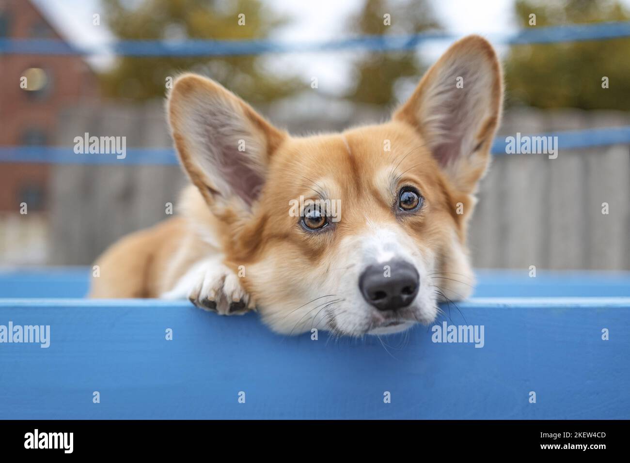Corgi lying down hi-res stock photography and images - Alamy