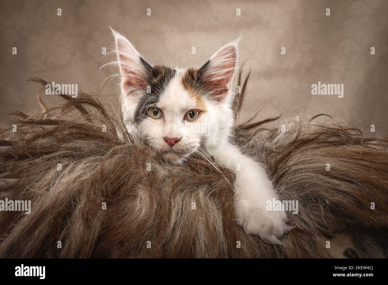 Maine Coon kitten Stock Photo - Alamy