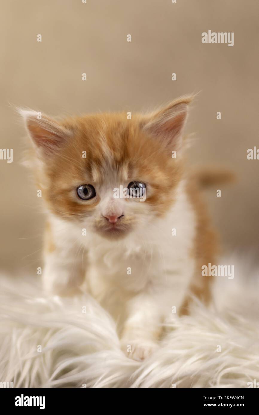 Maine Coon kitten Stock Photo - Alamy