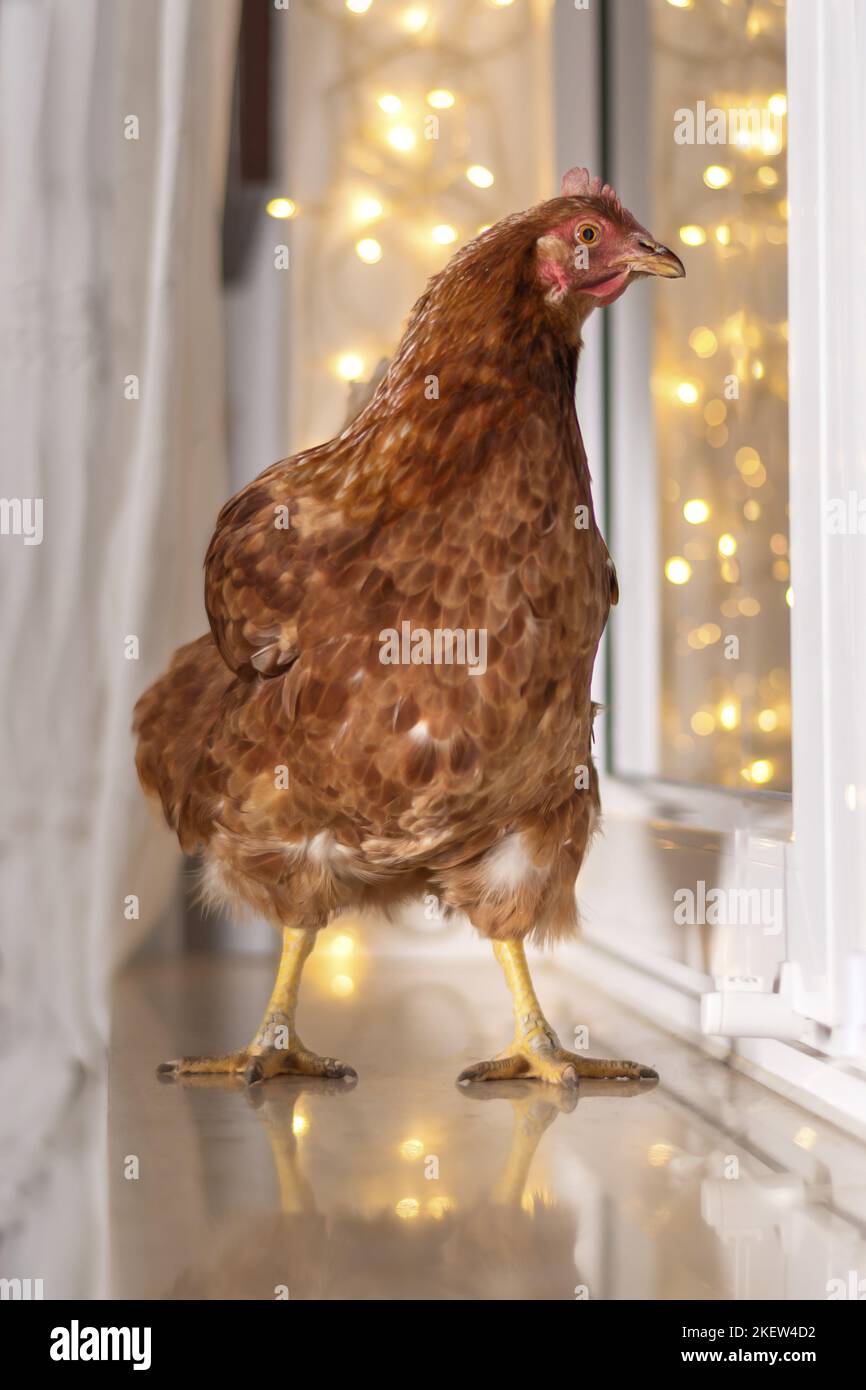 Hen chicken window hi-res stock photography and images - Alamy