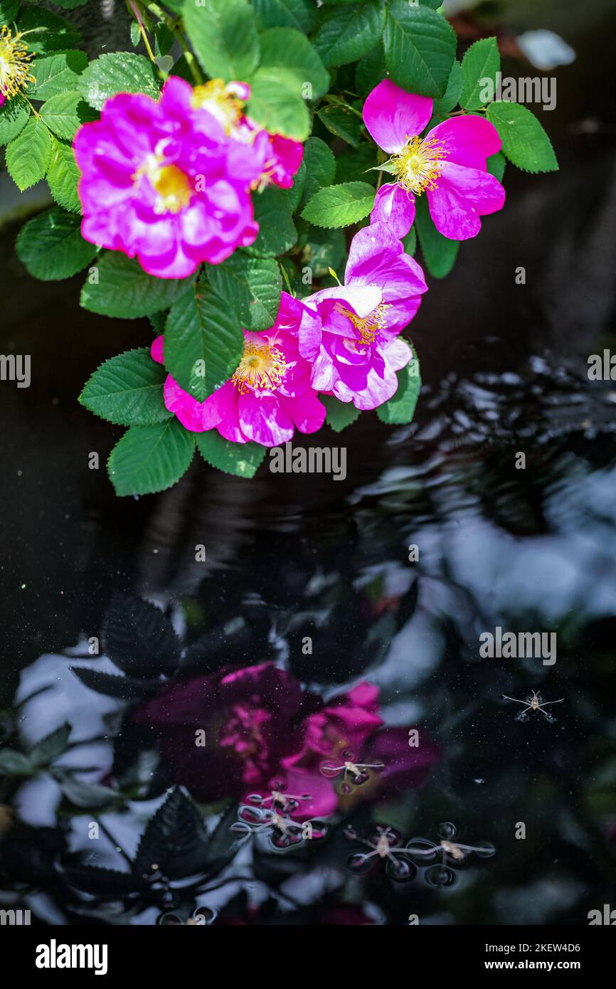 Beach rose (Rosa rugosa) flowers in the garden Stock Photo - Alamy