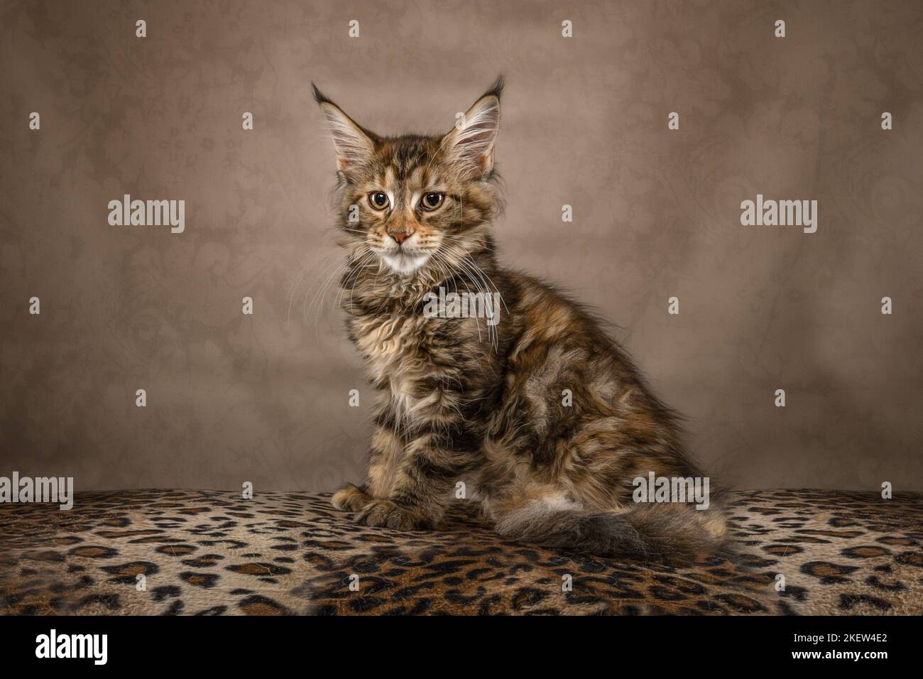 Maine Coon kitten Stock Photo - Alamy