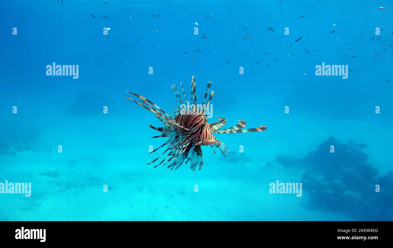 Lion Fish in the Red Sea. Lion Fish in the Red Sea in clear blue water ...