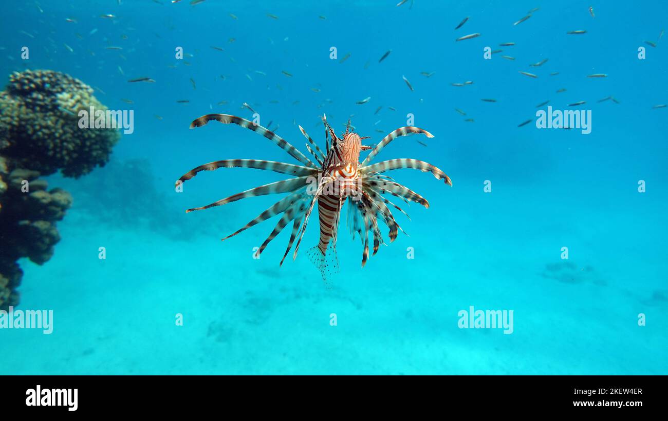 Lion Fish in the Red Sea. Lion Fish in the Red Sea in clear blue water ...