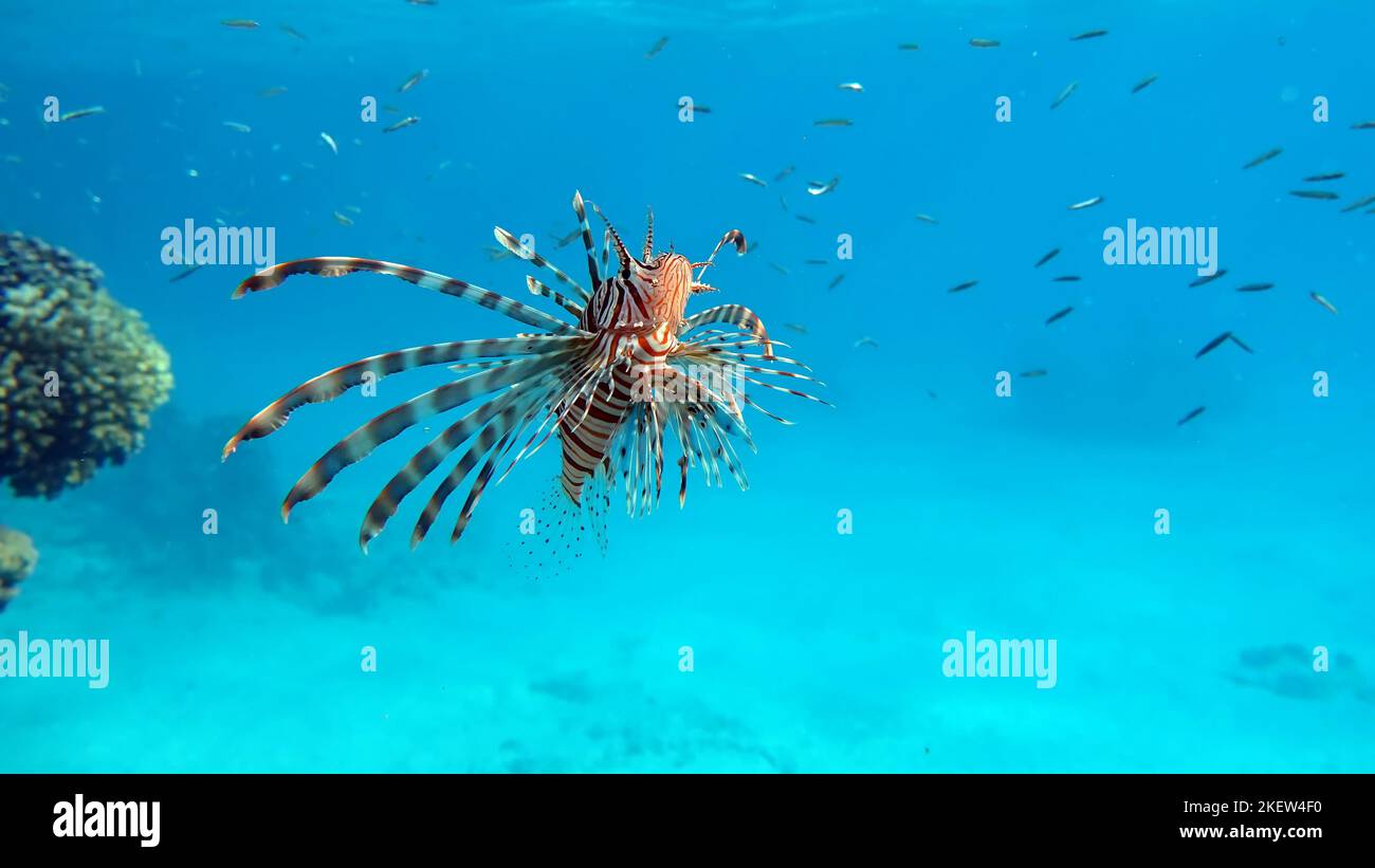 Lion Fish in the Red Sea. Lion Fish in the Red Sea in clear blue water ...