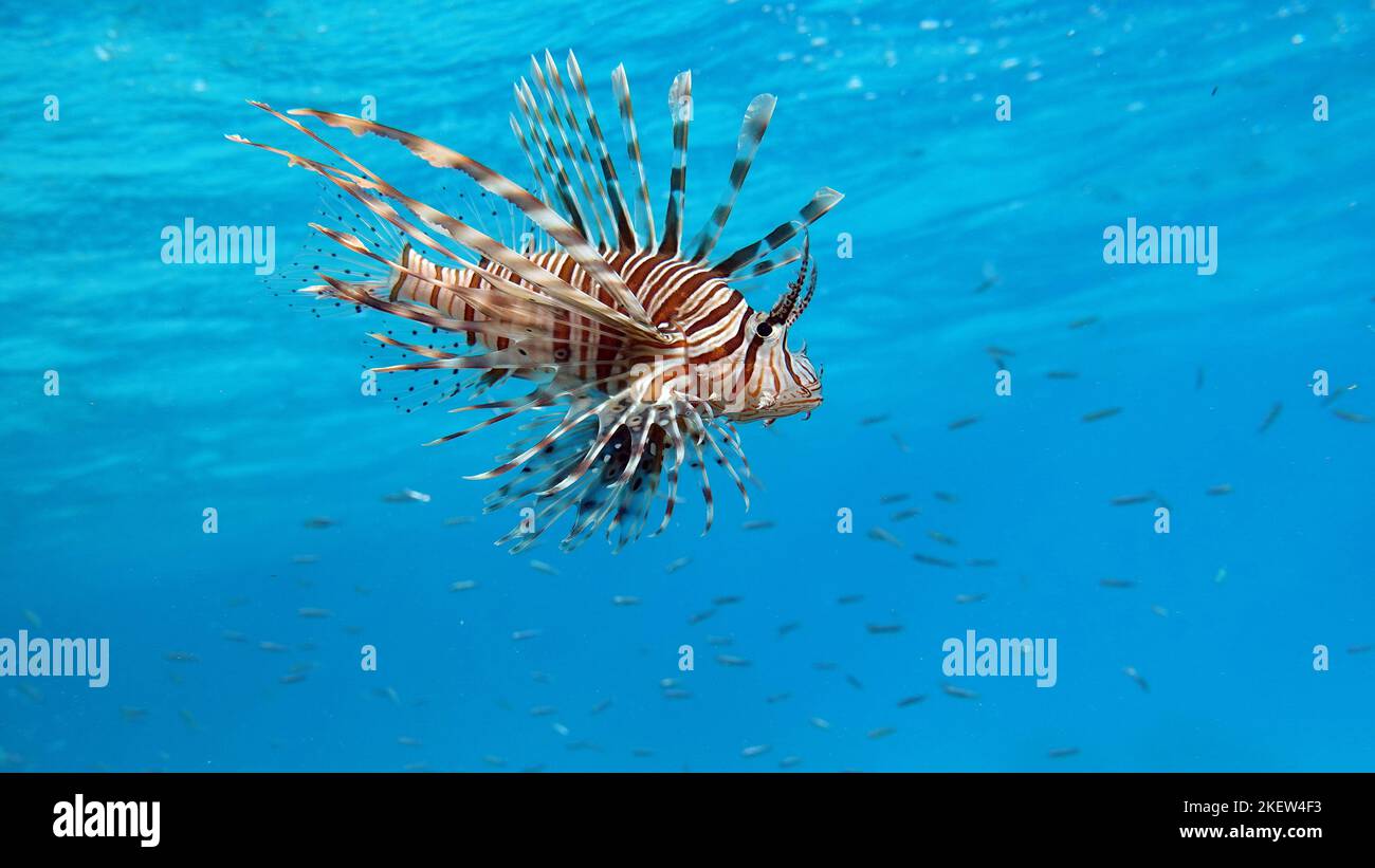 Lion Fish in the Red Sea. Lion Fish in the Red Sea in clear blue water ...