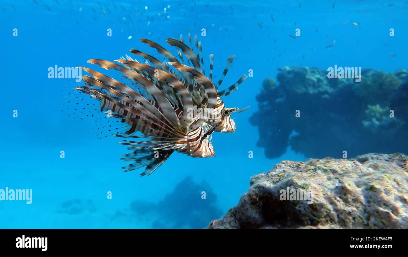 Lion Fish in the Red Sea. Lion Fish in the Red Sea in clear blue water ...