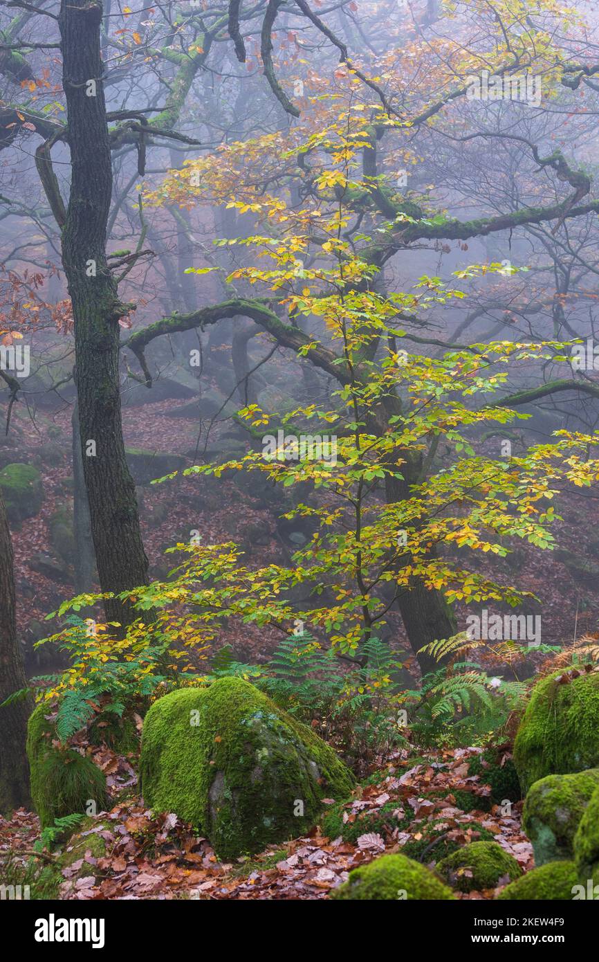 Padley Gorge on a misty morning in November. A beautiful wooded valley ...