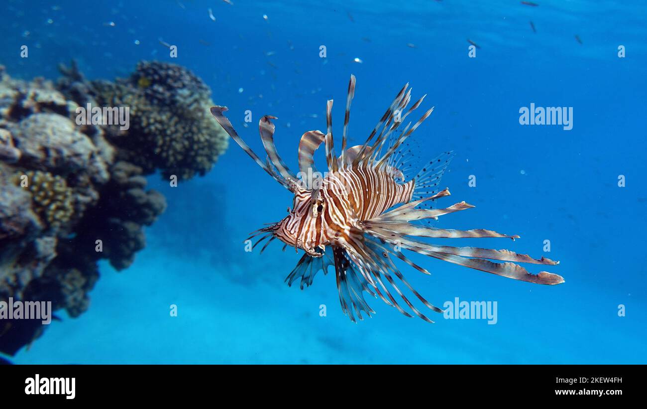 Lion Fish in the Red Sea. Lion Fish in the Red Sea in clear blue water ...