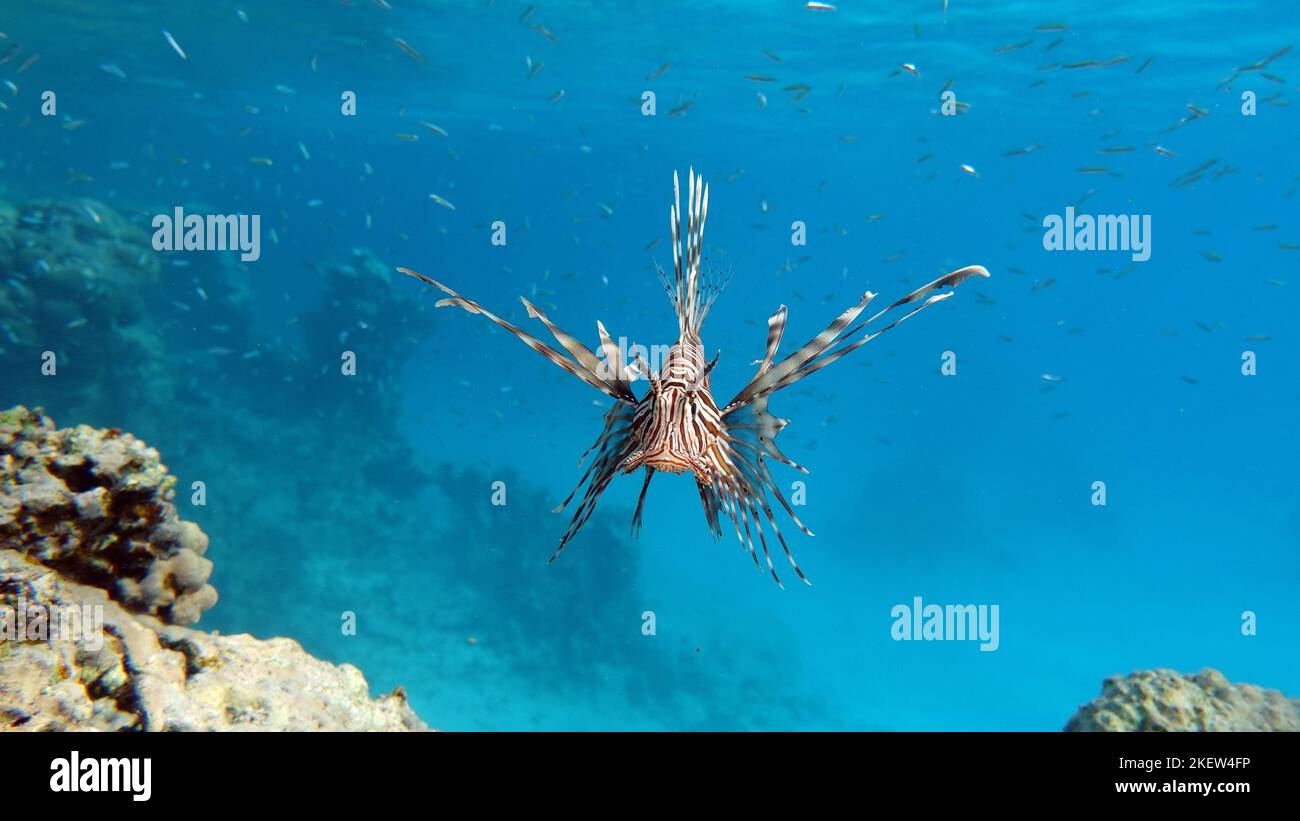 Lion Fish in the Red Sea. Lion Fish in the Red Sea in clear blue water ...