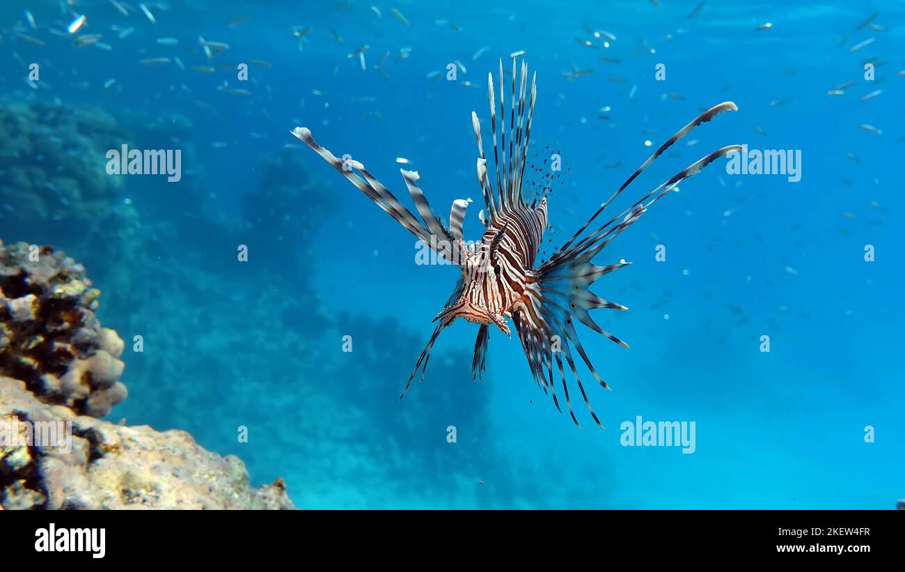 Lion Fish in the Red Sea. Lion Fish in the Red Sea in clear blue water ...