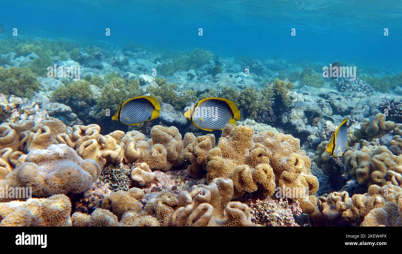 Beautiful, diverse and interesting fish living on the gorgeous reefs of ...