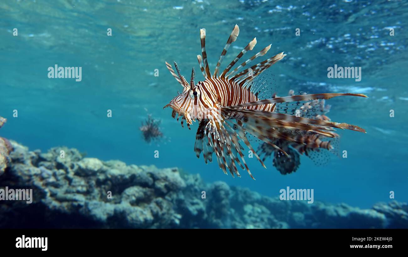 Lion Fish in the Red Sea. Lion Fish in the Red Sea in clear blue water ...