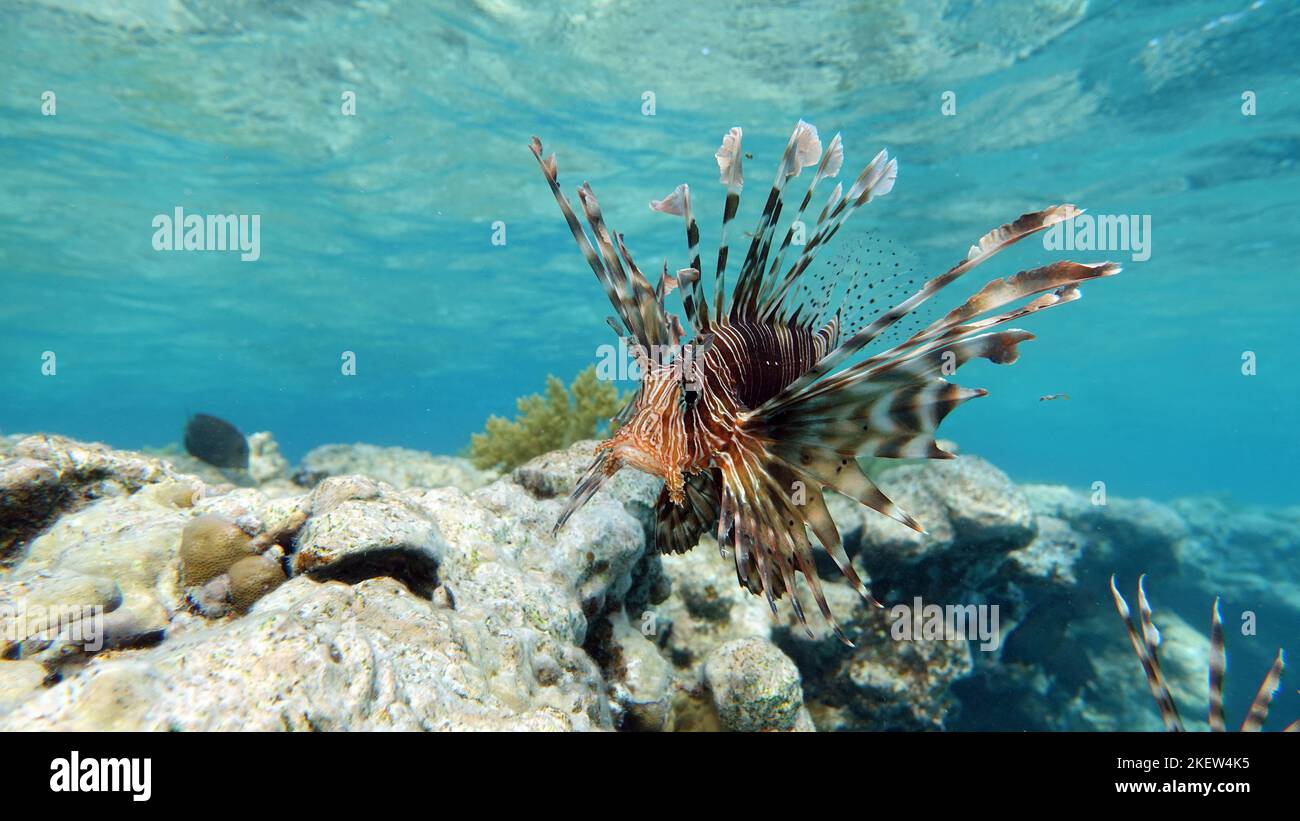Lion Fish in the Red Sea. Lion Fish in the Red Sea in clear blue water ...