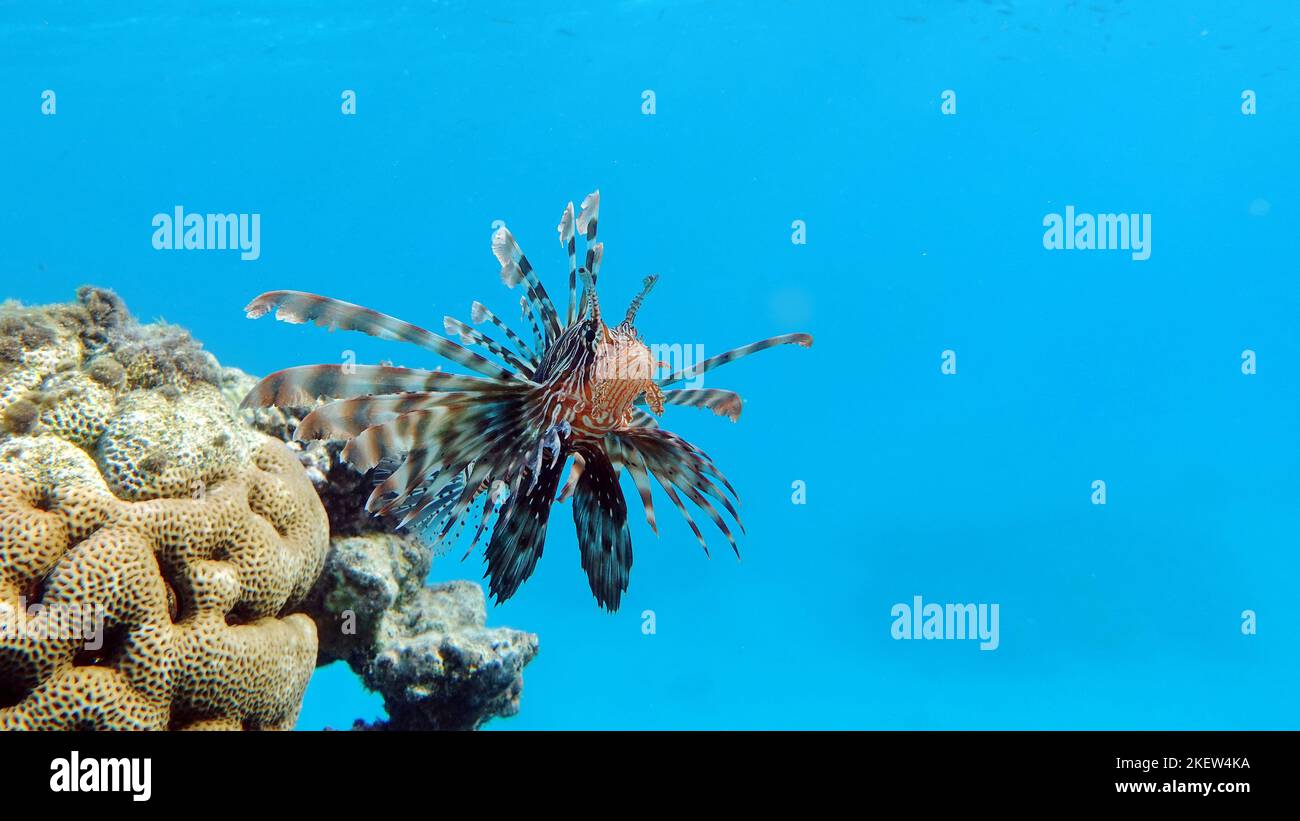 Lion Fish in the Red Sea. Lion Fish in the Red Sea in clear blue water ...