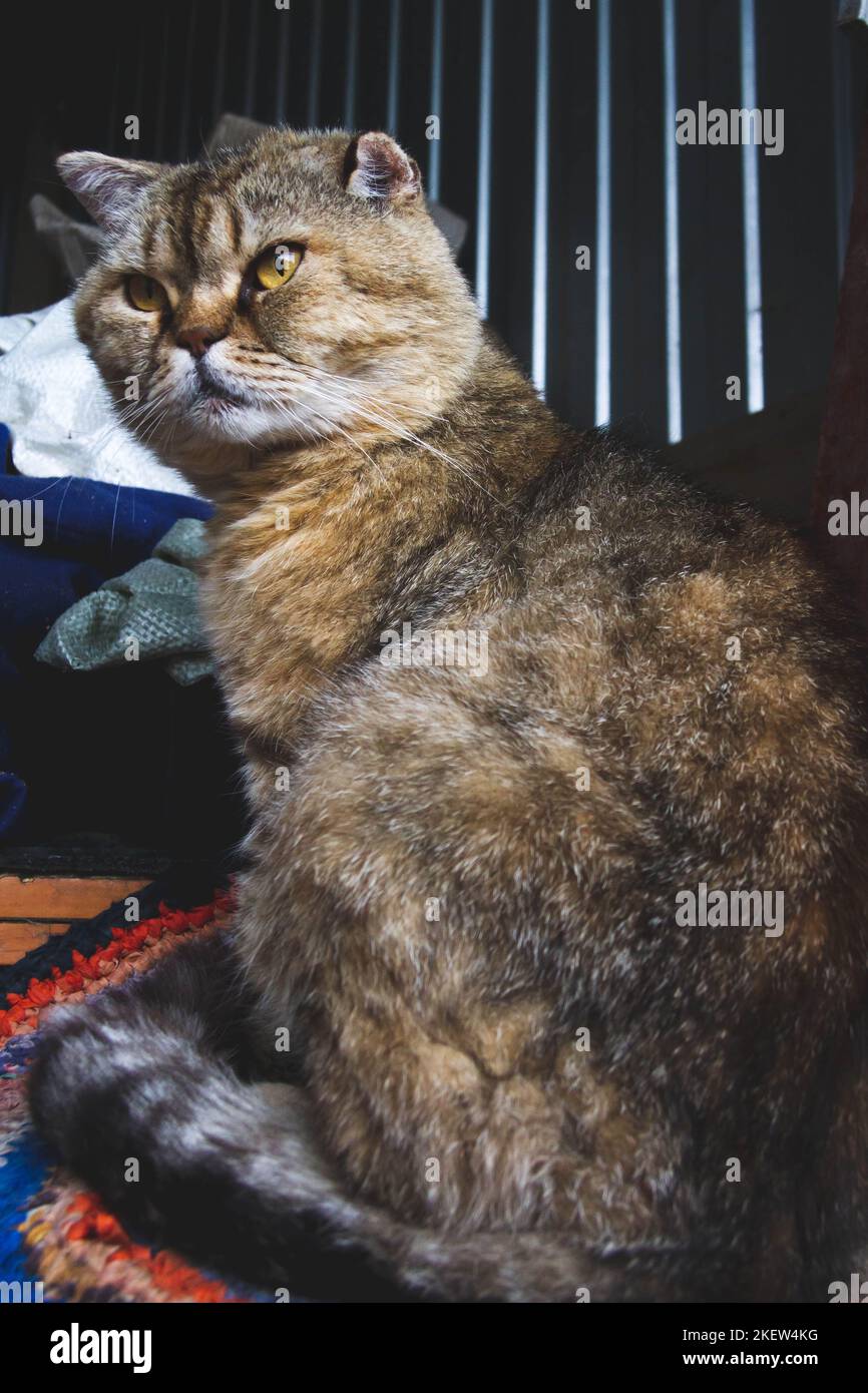 Scottish cat. Fold-eared Scotsman. Beautiful cat close-up. Large fluffy ...