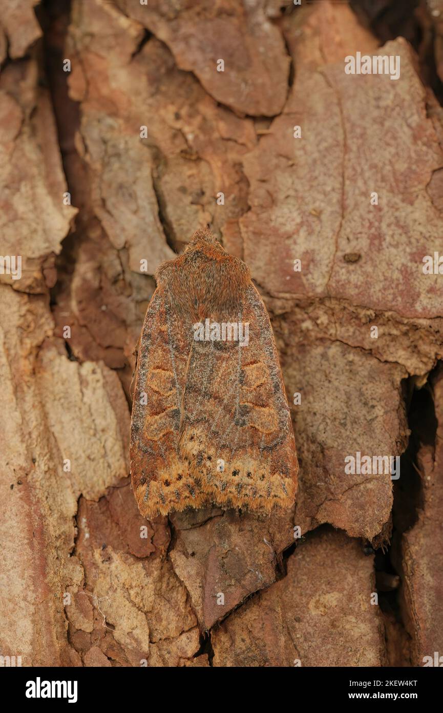 Chestnut owlet hi-res stock photography and images - Alamy