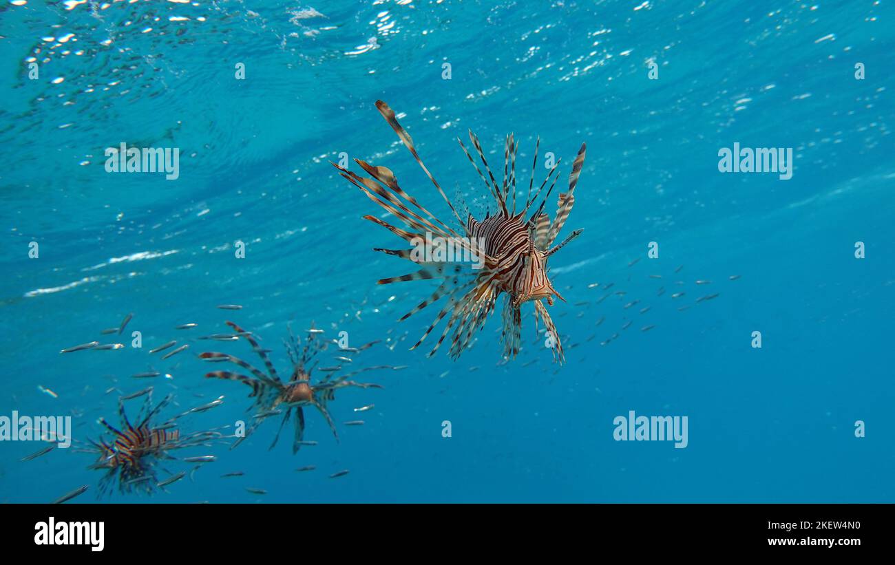 Lion Fish in the Red Sea. Lion Fish in the Red Sea in clear blue water ...