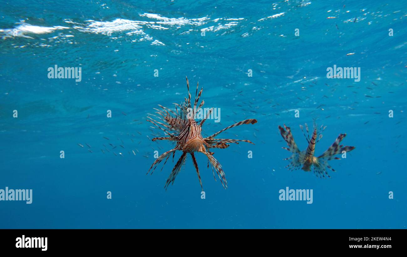 Lion Fish in the Red Sea. Lion Fish in the Red Sea in clear blue water ...