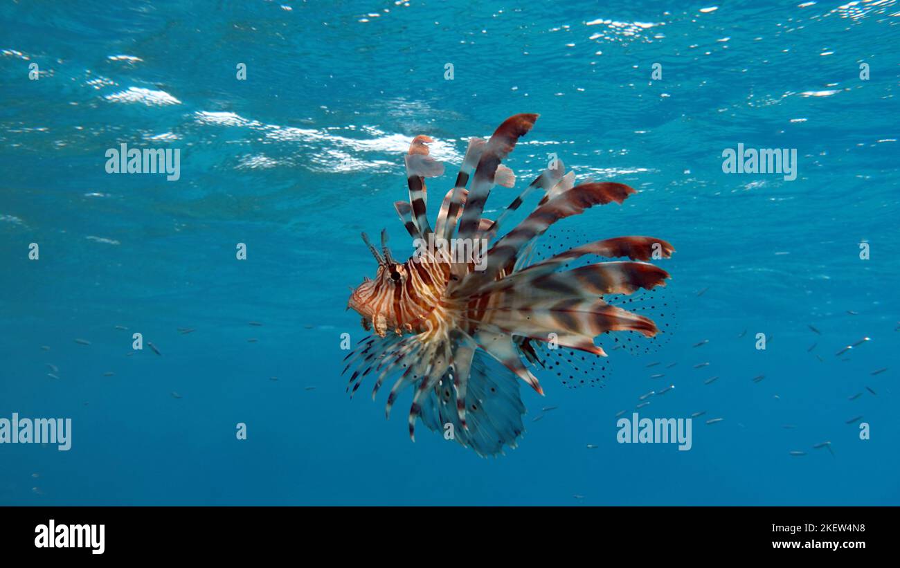 Lion Fish in the Red Sea. Lion Fish in the Red Sea in clear blue water ...