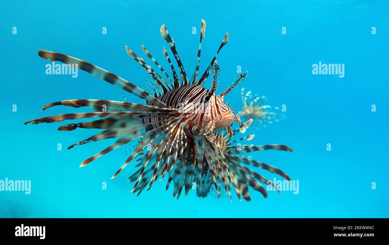 Lion Fish in the Red Sea. Lion Fish in the Red Sea in clear blue water ...