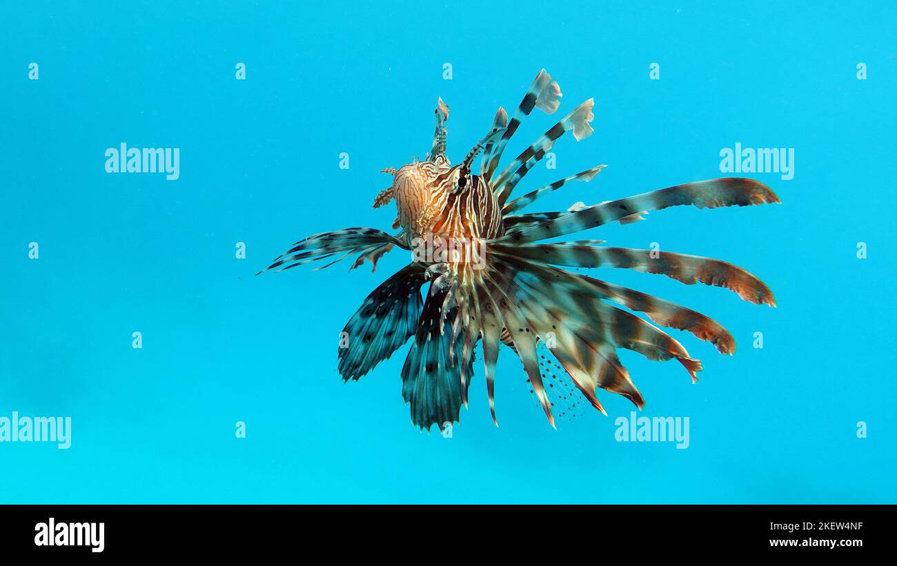 Lion Fish in the Red Sea. Lion Fish in the Red Sea in clear blue water ...