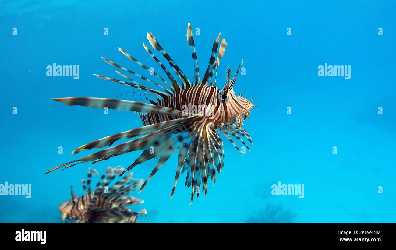 Lion Fish in the Red Sea. Lion Fish in the Red Sea in clear blue water ...