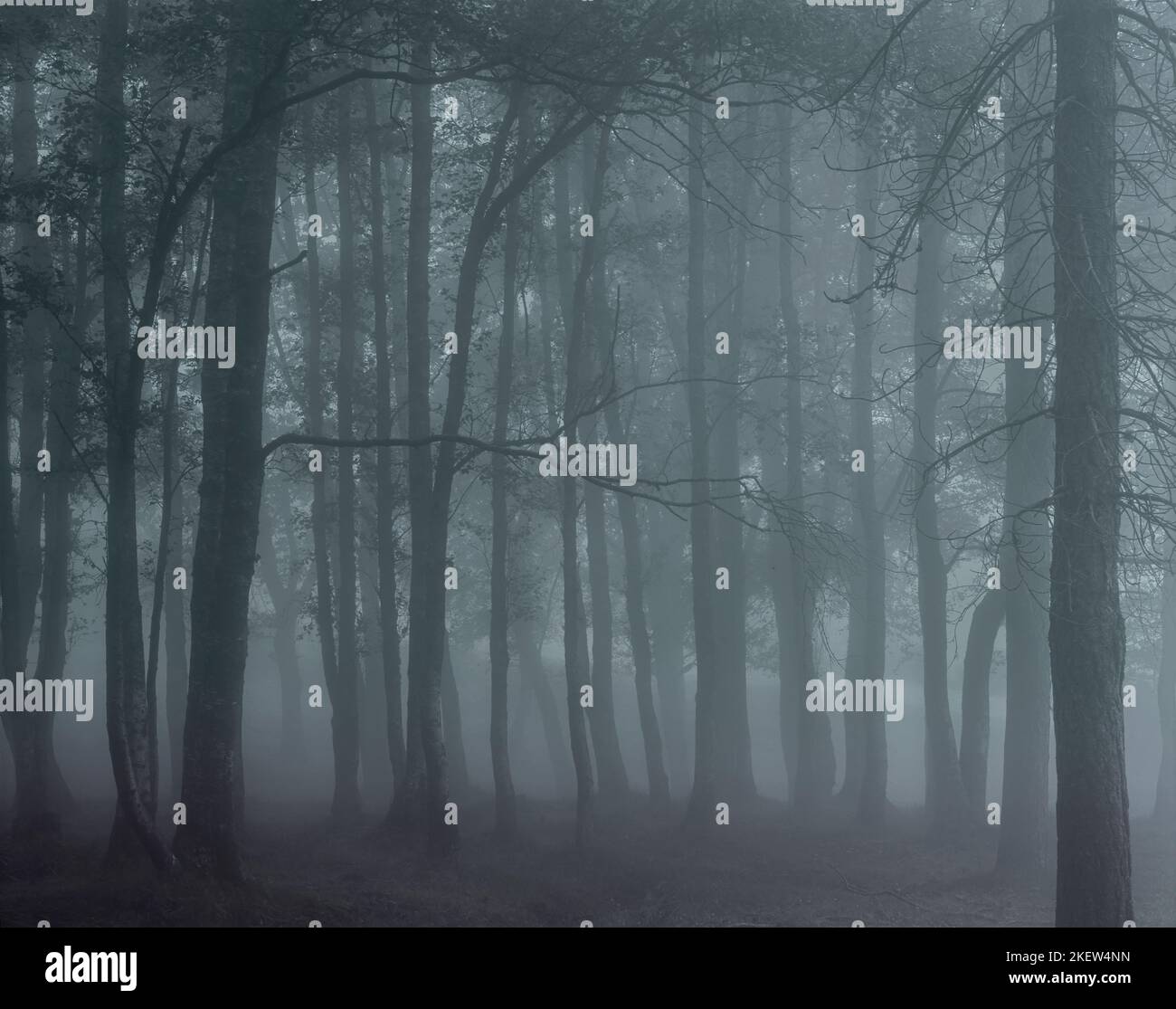 ANALOG PHOTOGRAPHY. Medium Format 6x7. Slide 120. Foggy woods from ...
