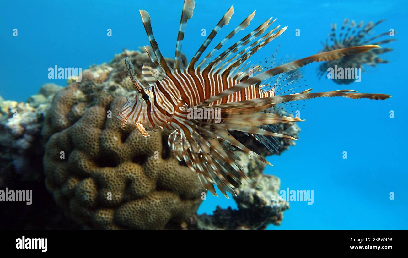 Lion Fish in the Red Sea. Lion Fish in the Red Sea in clear blue water ...