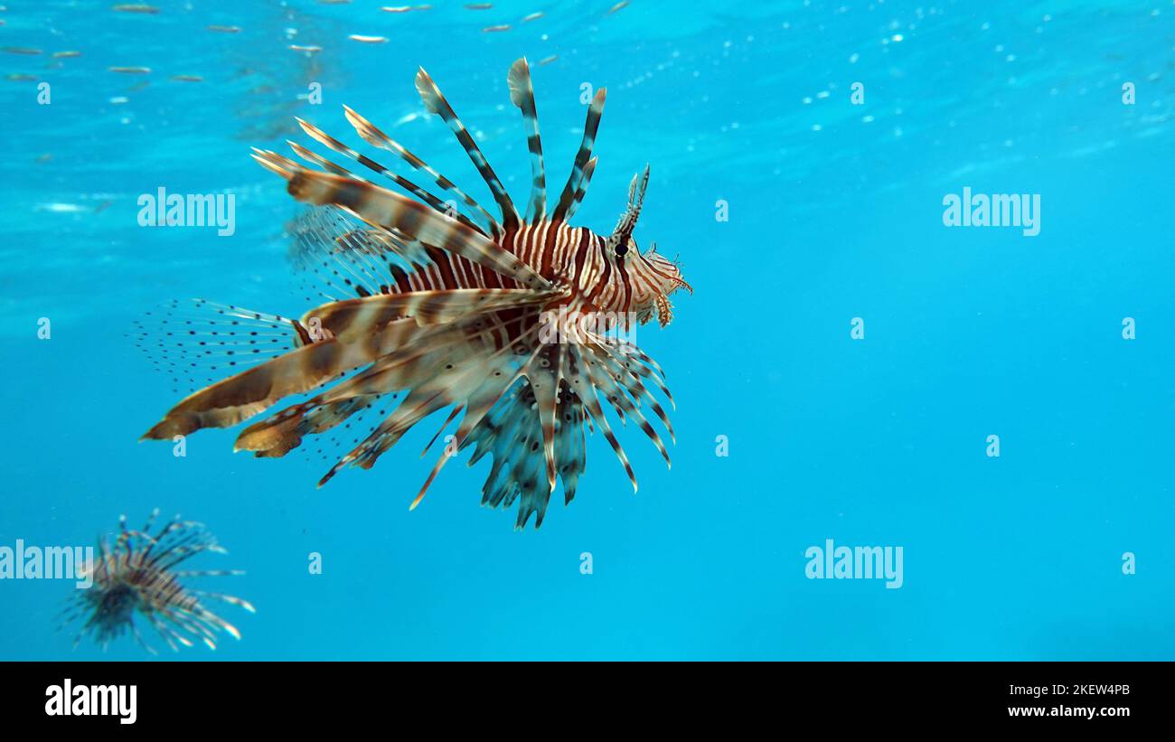 Beautiful, diverse and interesting fish living on the gorgeous reefs of ...