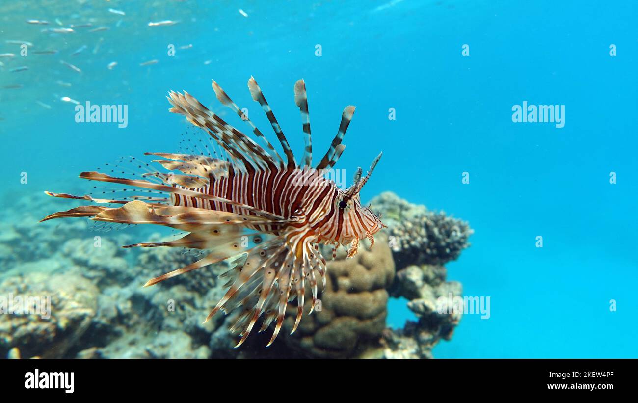 Beautiful, diverse and interesting fish living on the gorgeous reefs of ...