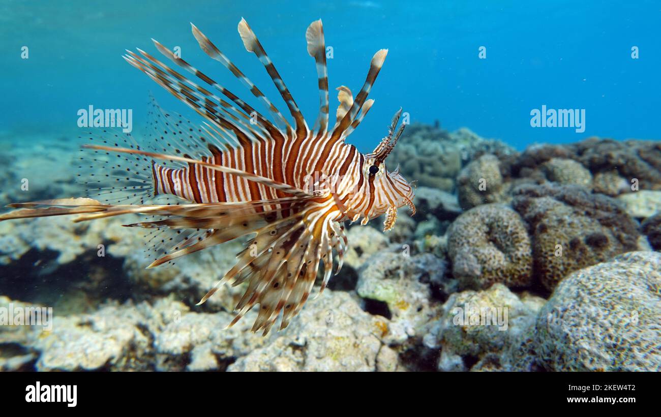 Beautiful, diverse and interesting fish living on the gorgeous reefs of ...