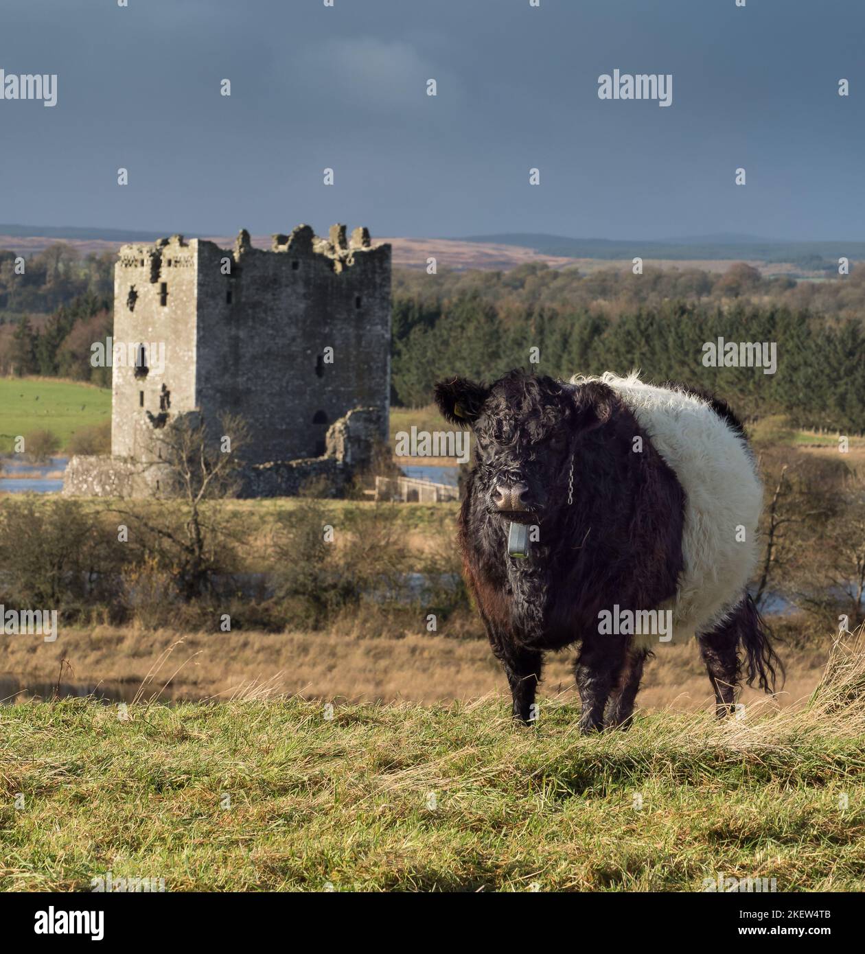 Belted Galloway Cattle grazing at Threave Land restoration Project ...