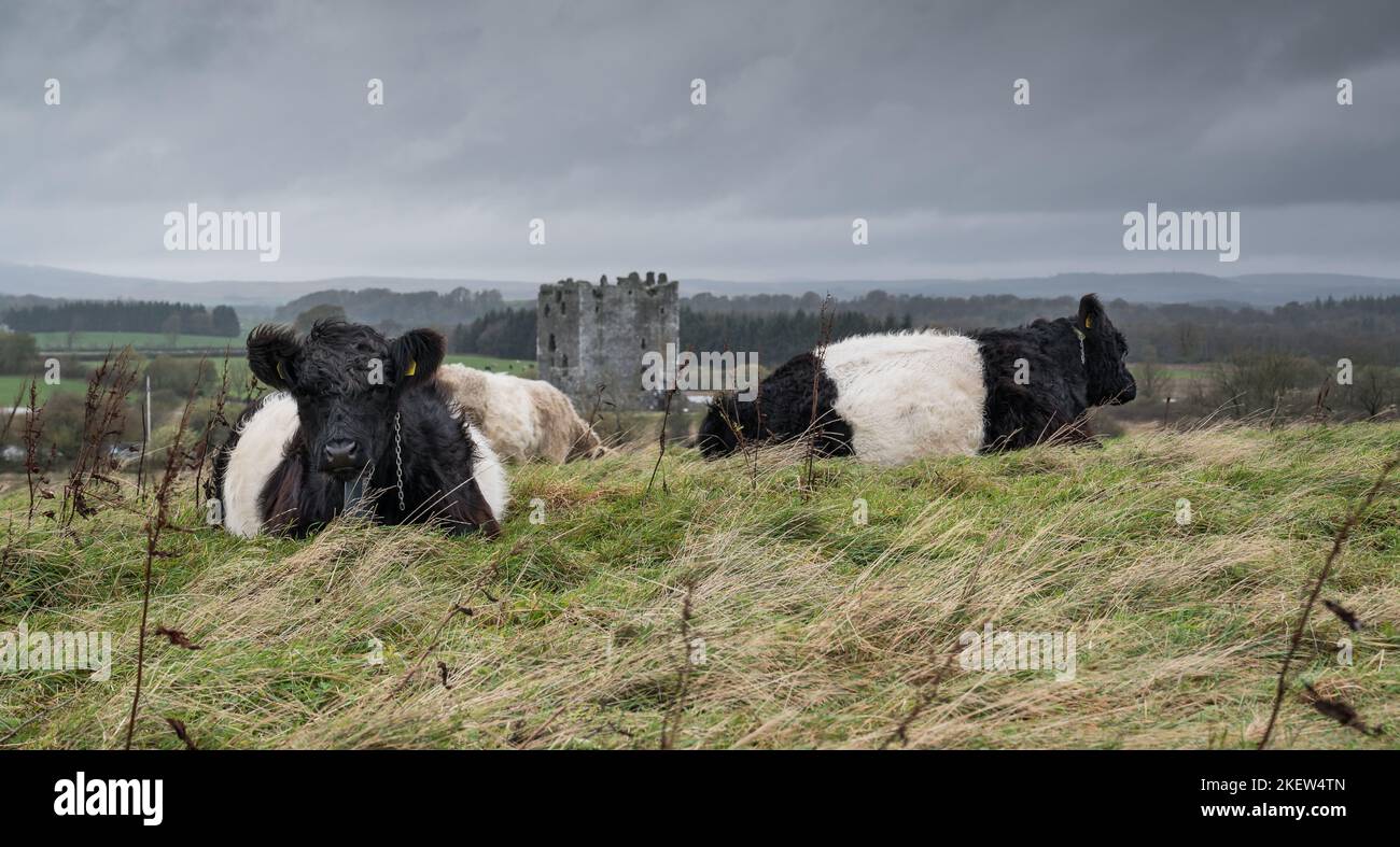 Belted Galloway Cattle grazing at Threave Land restoration Project ...
