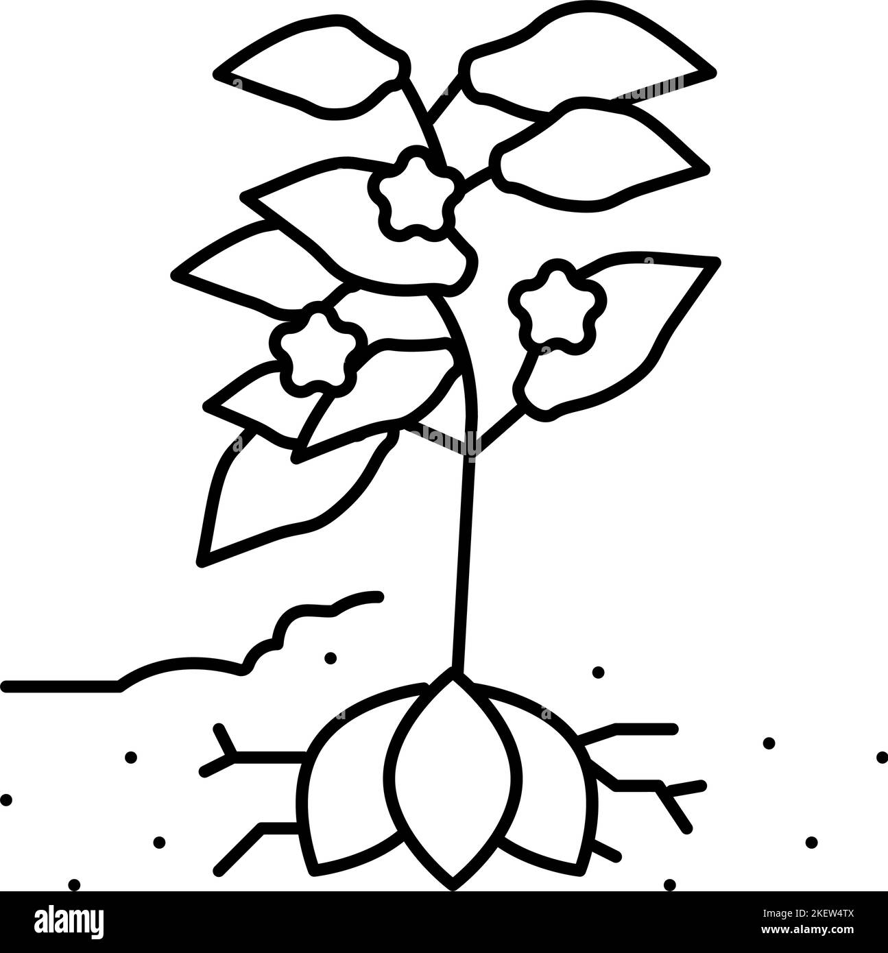 Plant Sweet Potato Line Icon Vector Illustration Stock Vector Image And Art Alamy
