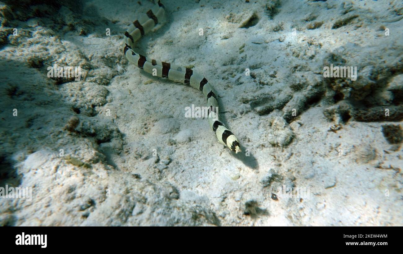 Beautiful, diverse and interesting fish living on the gorgeous reefs of ...
