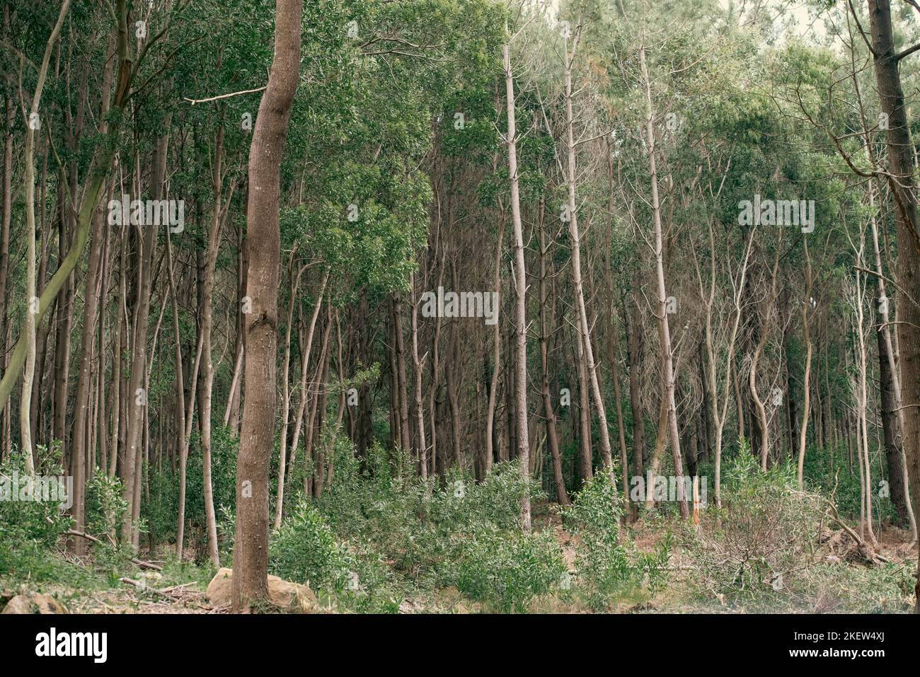 Beautiful Forest with Trees Stock Photo - Alamy