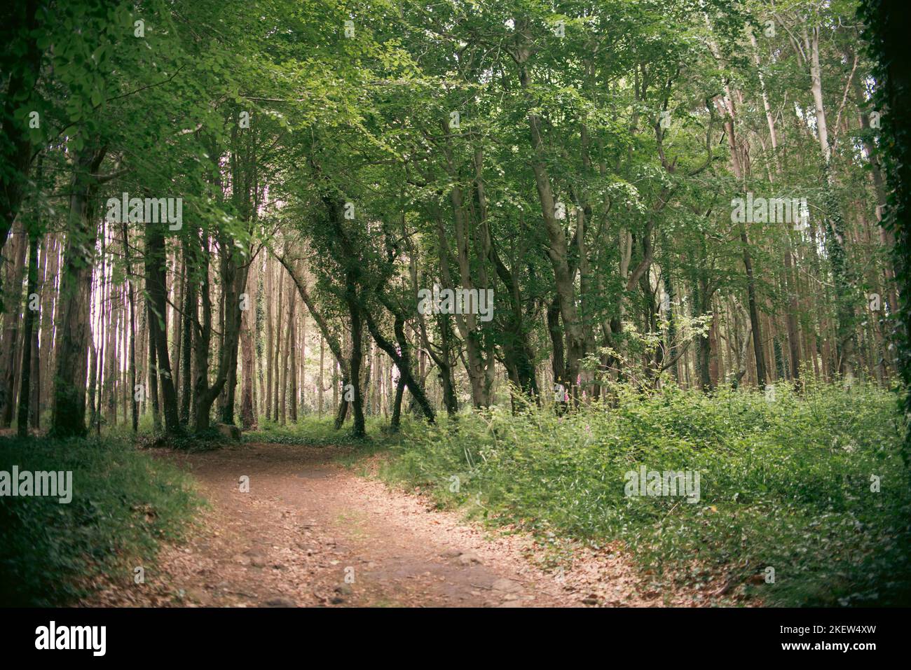 Beautiful Forest with Trees Stock Photo - Alamy