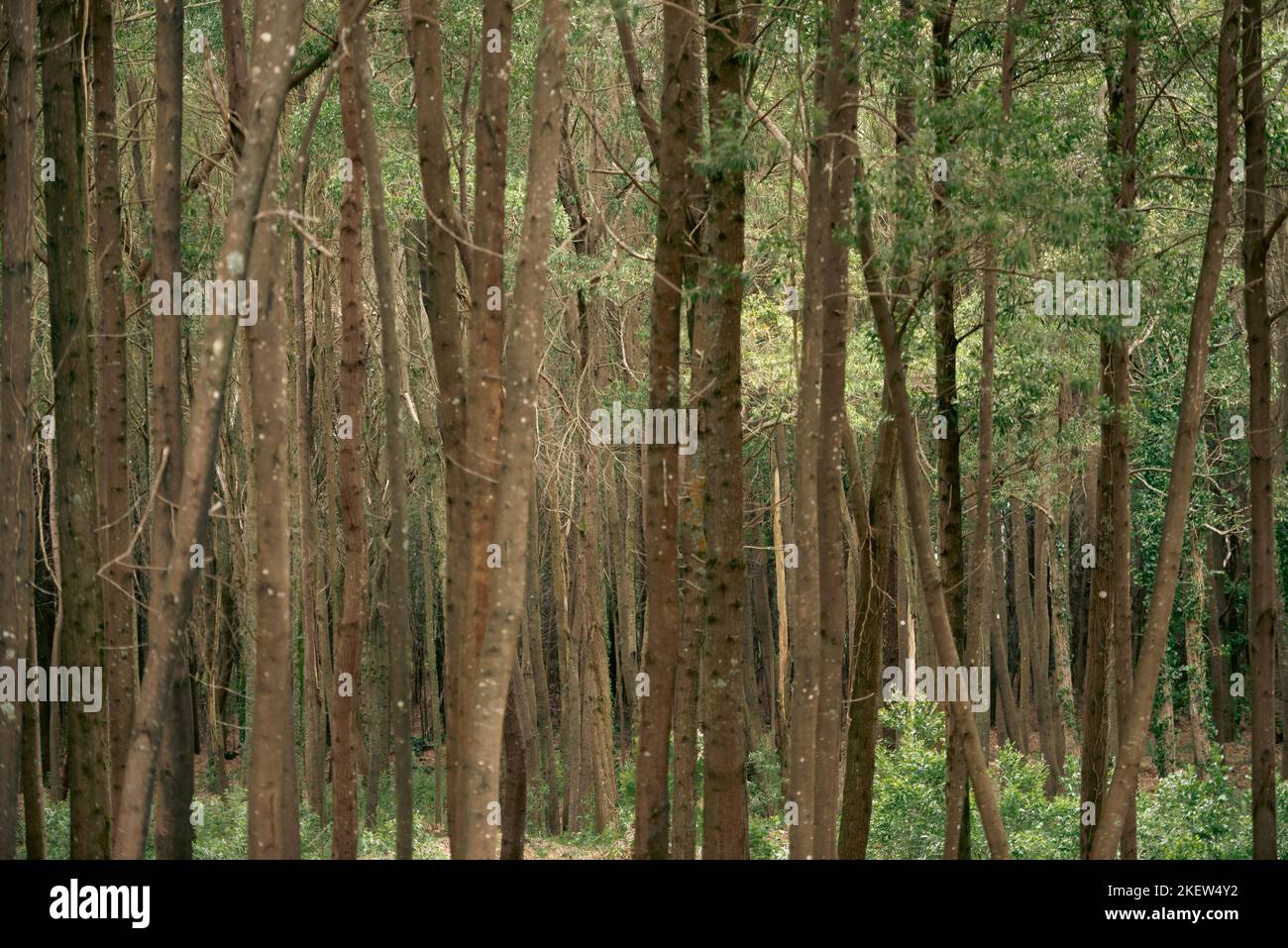 Beautiful Forest with Trees Stock Photo - Alamy