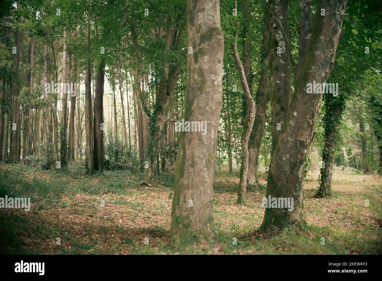 Beautiful Forest with Trees Stock Photo - Alamy