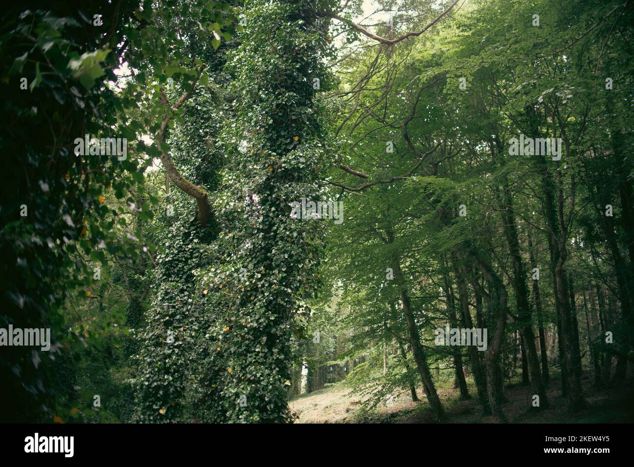 Beautiful Forest with Trees Stock Photo - Alamy