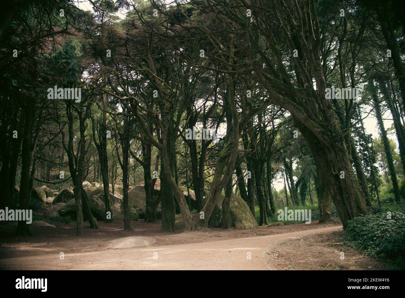 Beautiful Forest with Trees Stock Photo - Alamy